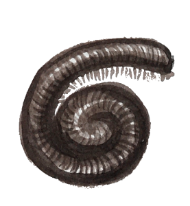 Les petites bêtes du compost - Les Épigées