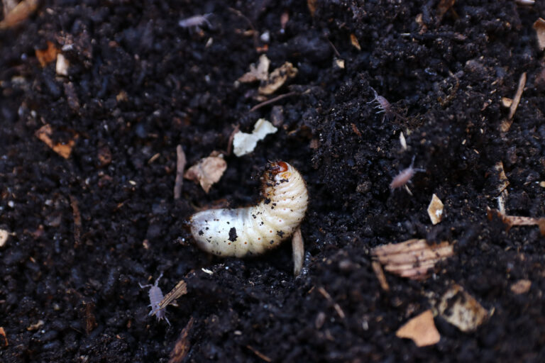 Les petites bêtes du compost - Les Épigées